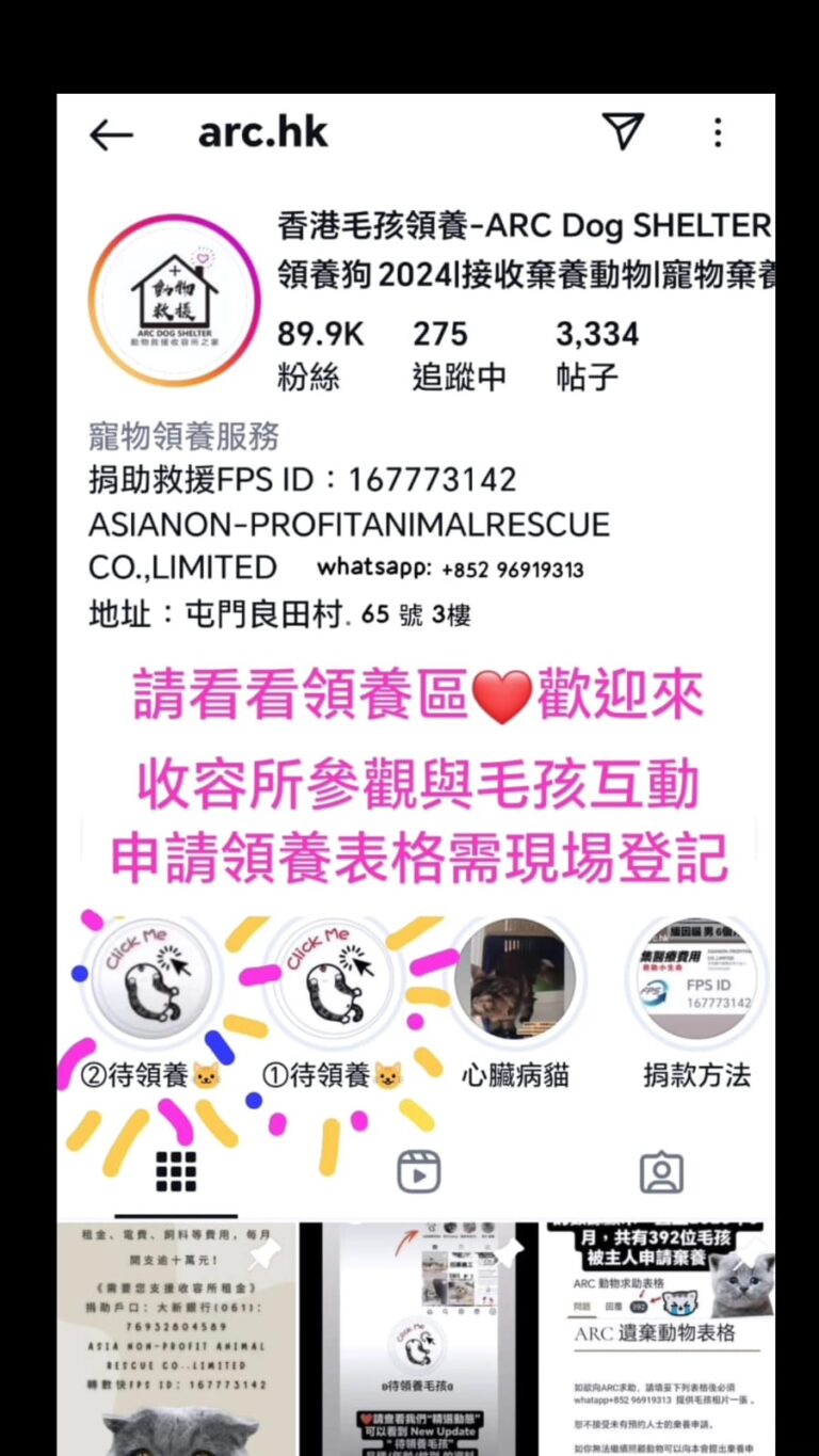 最新待領養貓BB – 香港毛孩領養-ARC Dog SHELTER | 招募義工| 領養狗2023| 接收棄養動物 |寵物棄養 |棄養寵物解決方法